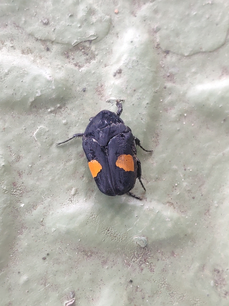 Clinteria from Sepilok, 90000 Sandakan, Sabah, Малайзия on October 7 ...