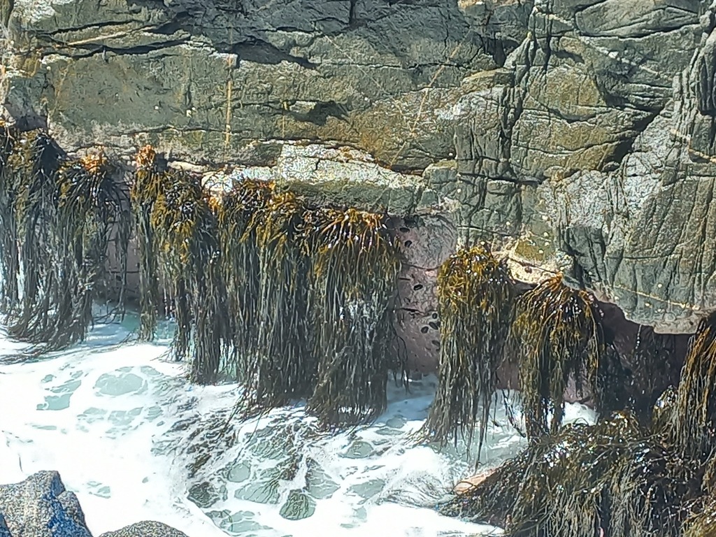 Lessonia berteroana from Iquique, Tarapacá, Chile on October 8, 2022 at ...