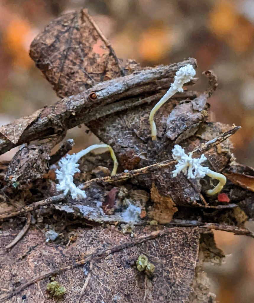 Cordyceps tenuipes from Dekalb County, AL, USA on October 05, 2022 at 11:20 AM by Kristi ...