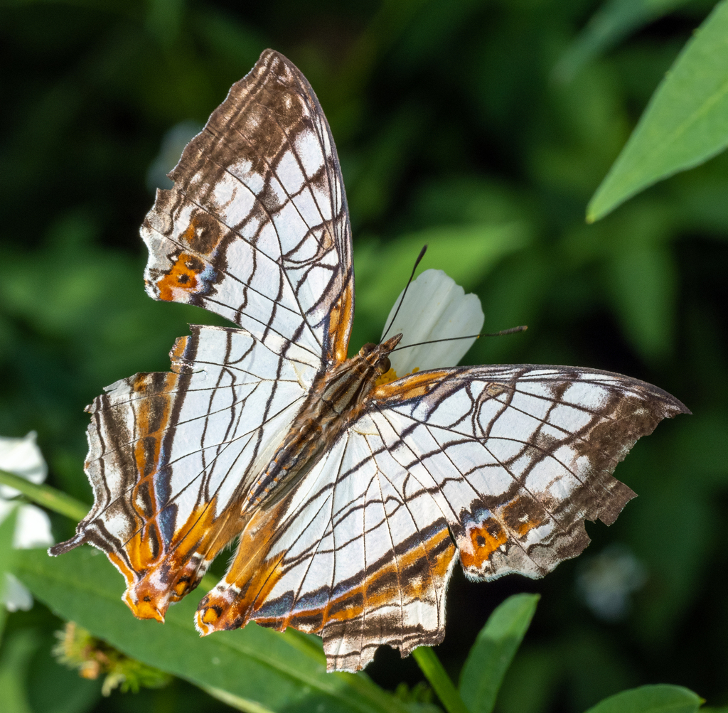Common Mapwing in October 2022 by S Dowell · iNaturalist