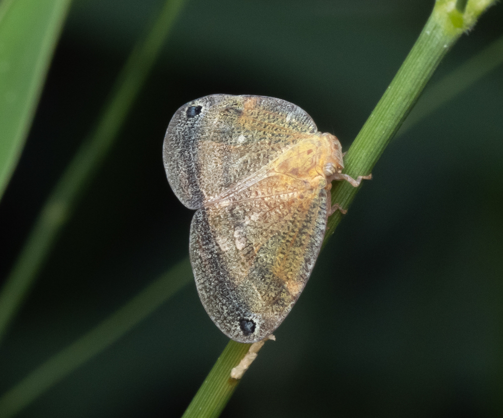 Ricaniinae in October 2022 by S. Dowell · iNaturalist