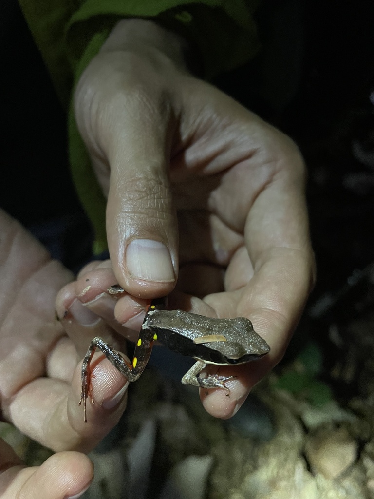 Brilliant Forest Frog from Limón, Limon, CR on October 04, 2022 at 07:32 PM by Emilie Choquette ...