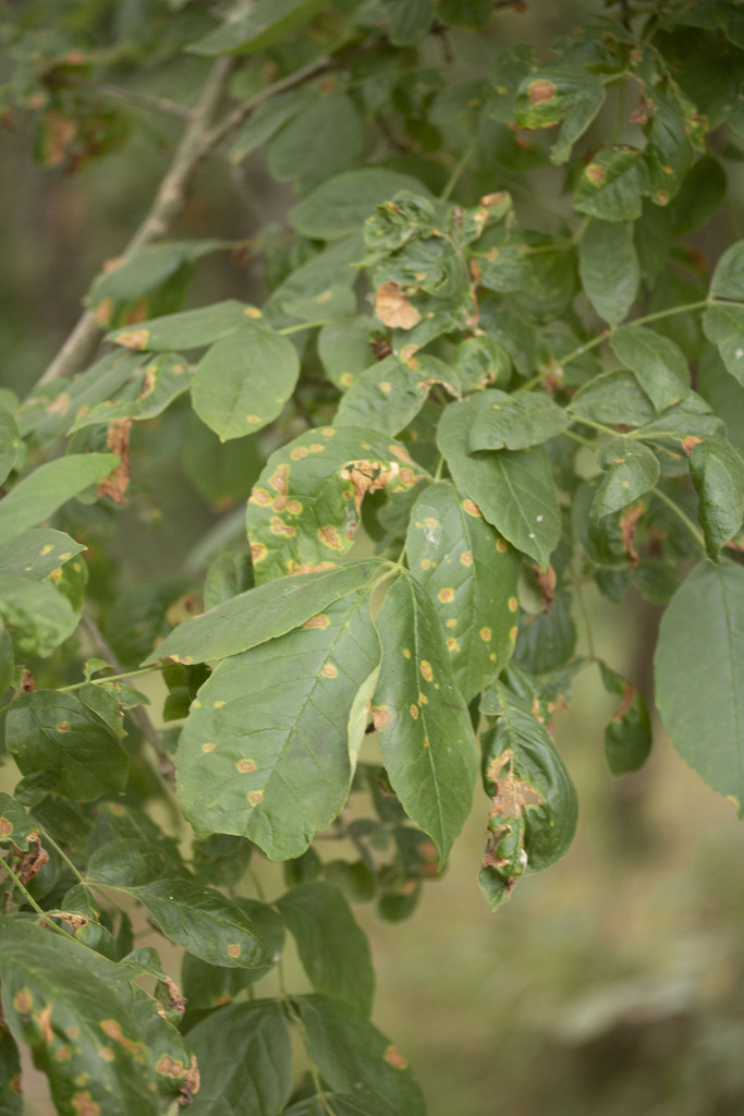 Oregon Ash from Multnomah County, OR, USA on August 27, 2022 at 11:04 ...
