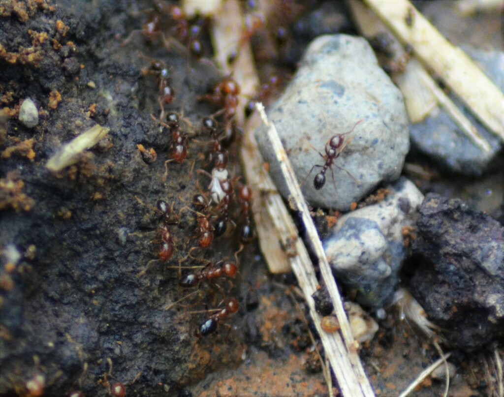 Red Imported Fire Ant from Parque Nacional Cerro de la Estrella, Ciudad ...