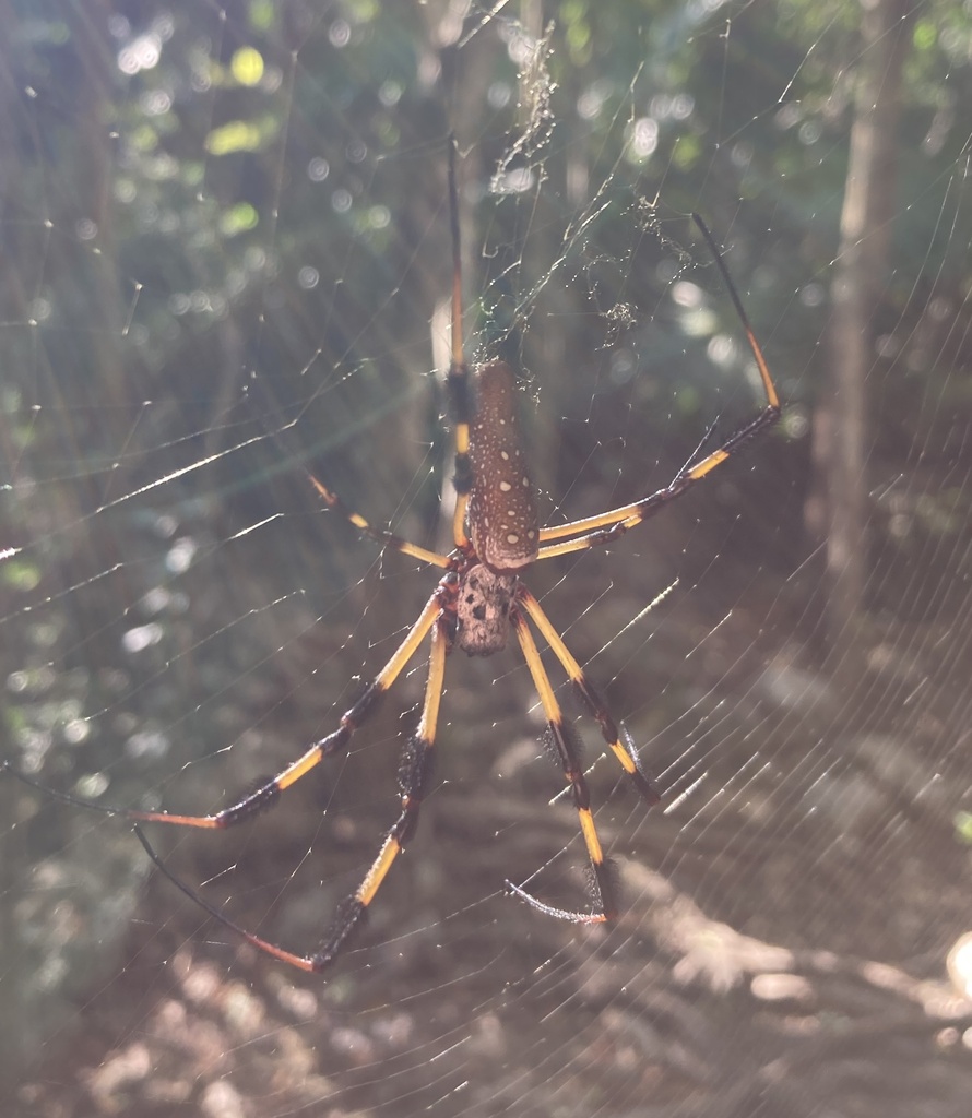 Golden Silk Spider from Vaca Key, Marathon, FL, US on October 8, 2022 ...