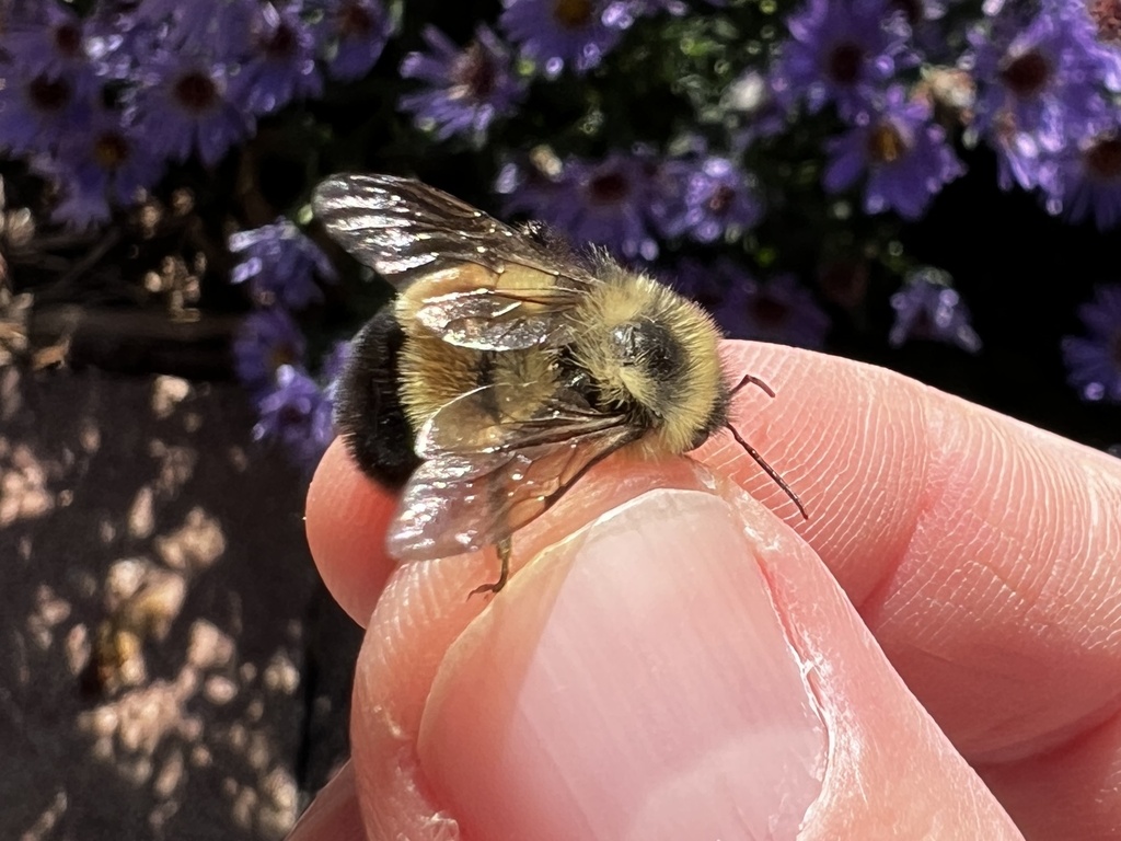 Rusty-patched Bumble Bee in October 2022 by Christopher E. Smith. Male ...