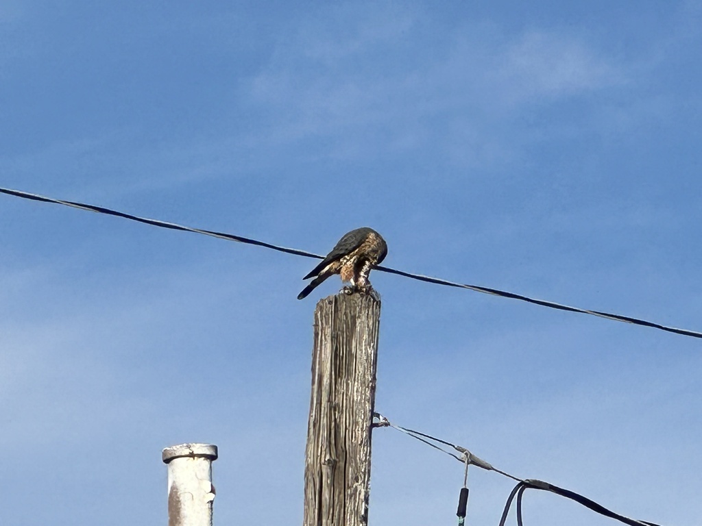 Merlin from W Northwest Blvd, Spokane, WA, US on October 08, 2022 at 09 ...