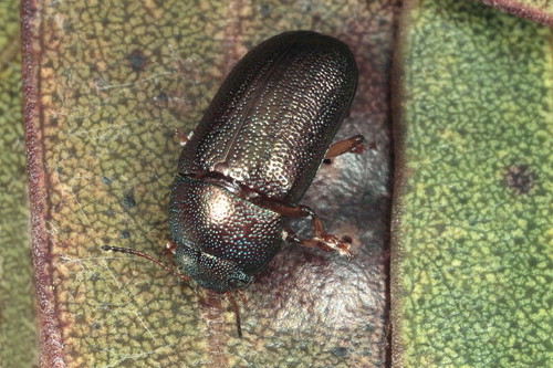 Calomela imperialis · iNaturalist