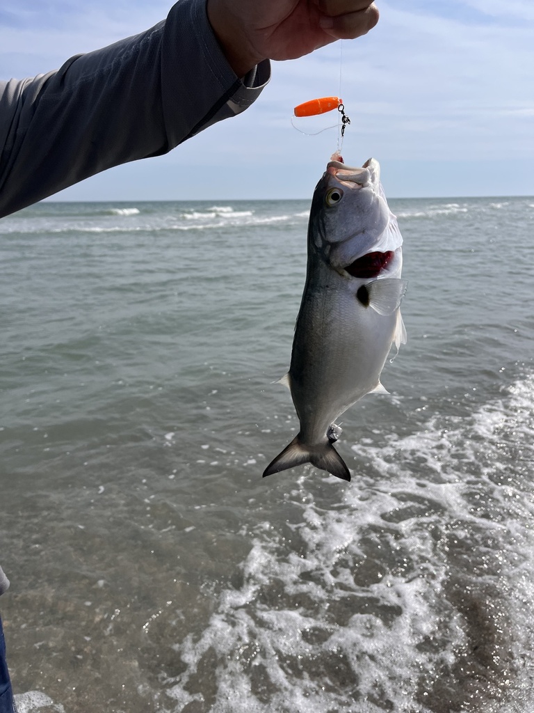 Bluefish from Myrtle Ave, Pawleys Island, SC, US on October 8, 2022 at ...