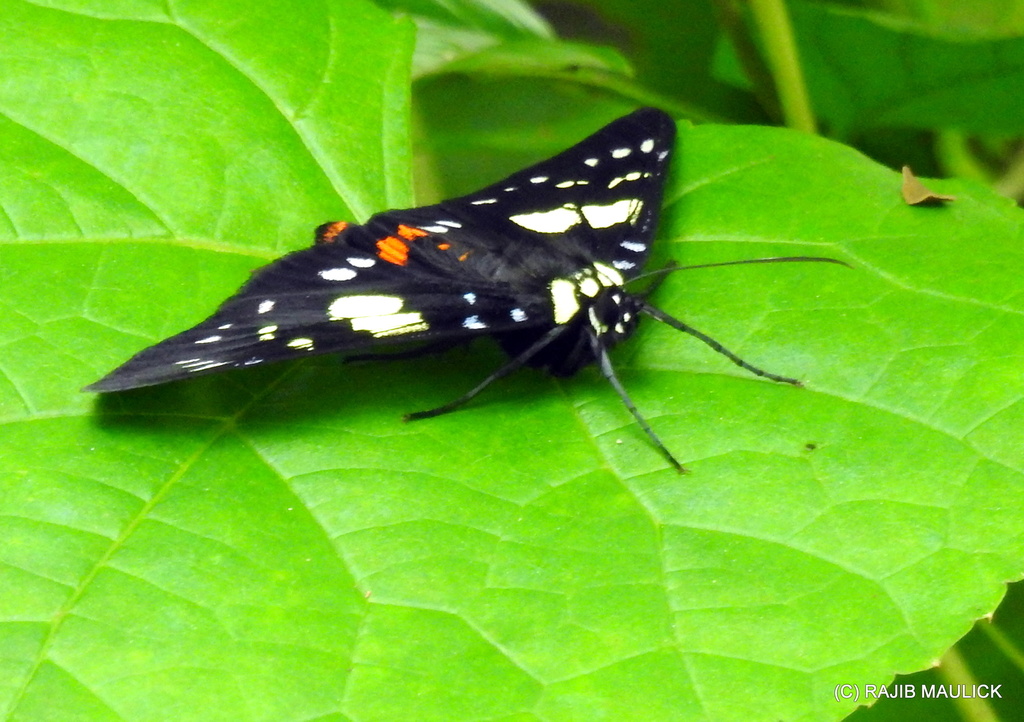 Blue-spotted Forester Moth from Garkilla Kherobari, West Bengal 713212 ...