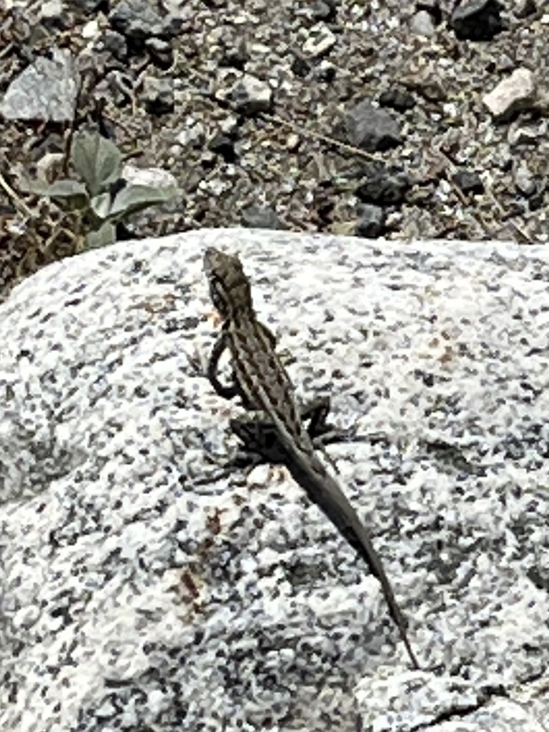 Western Side-blotched Lizard from Sand to Snow National Monument ...
