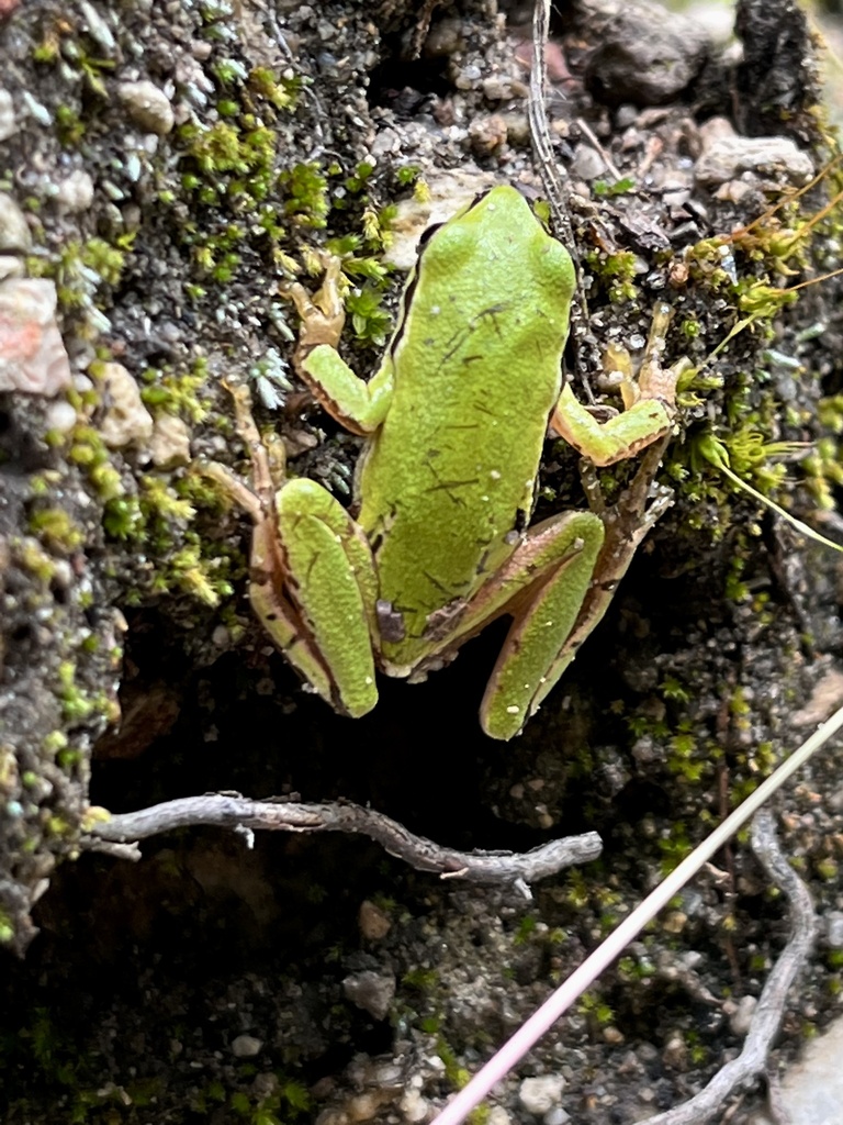 Mountain Tree Frog from Tlajomulco de Zúñiga, MX-JA, MX on October 8 ...