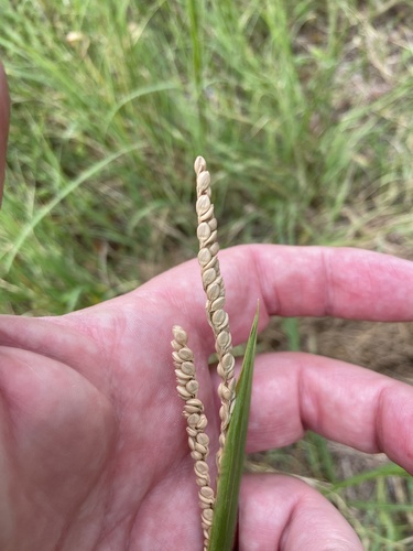 Observations by relampago · iNaturalist