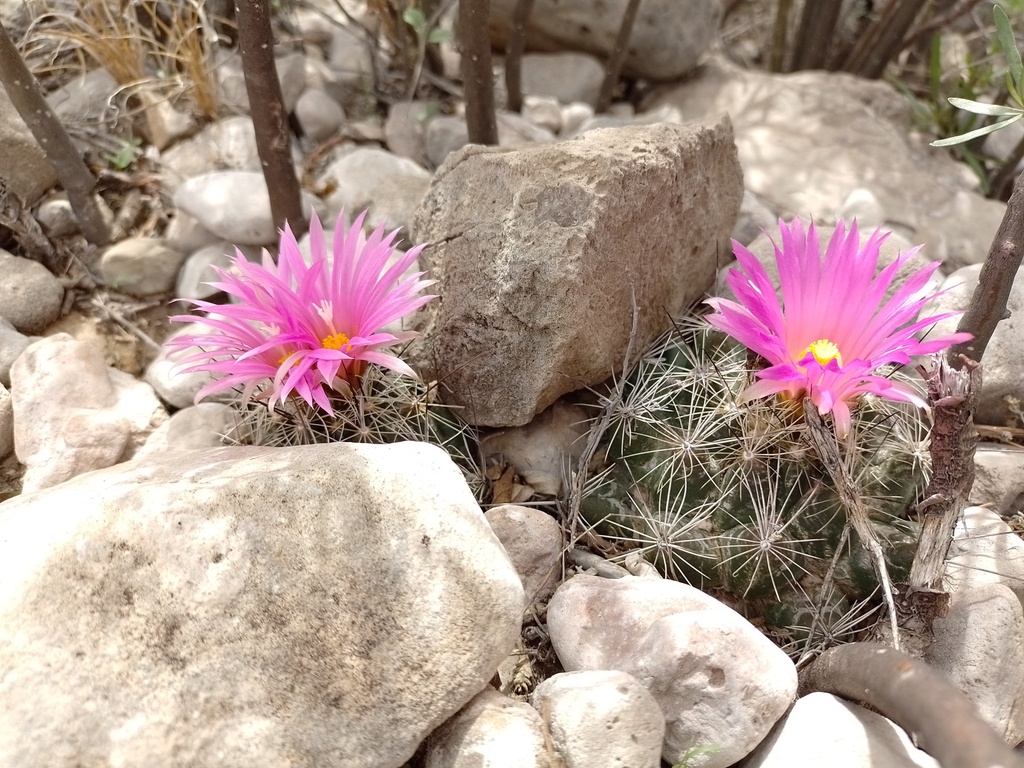 Bunched Cory Cactus in August 2022 by Emily Estefania Espinosa ...