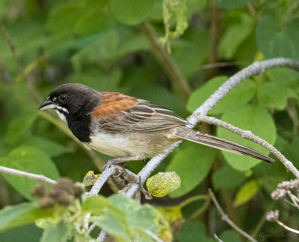 Black-chested Sparrow (Peucaea humeralis) - Avian Discovery