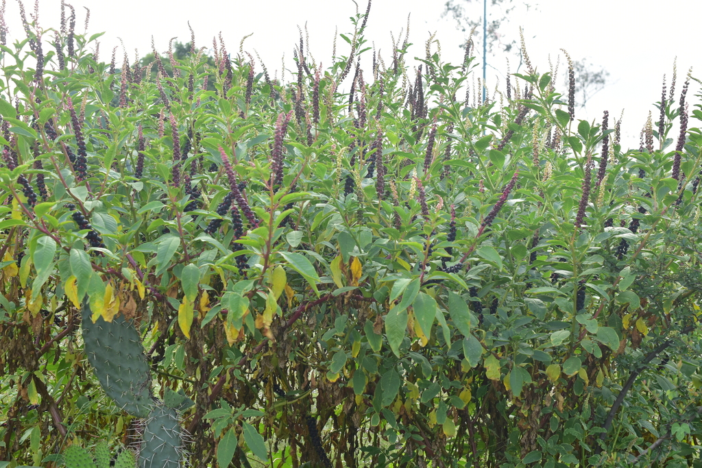 Tropical Pokeweed from San Miguel Teotongo, 09630 Ciudad de México ...