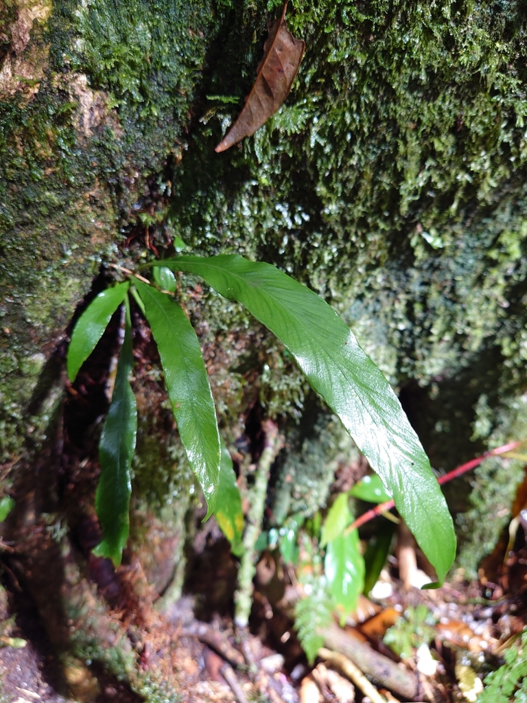 Asplenium ensiforme from 605台灣嘉義縣阿里山鄉十字村 on October 9, 2022 at 10:05 AM ...