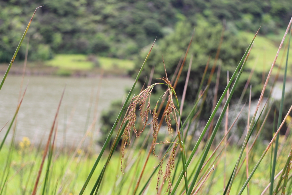 Jointed twig rush from Lake Wainamu, Tāmaki-makau-rau 0781, New Zealand ...