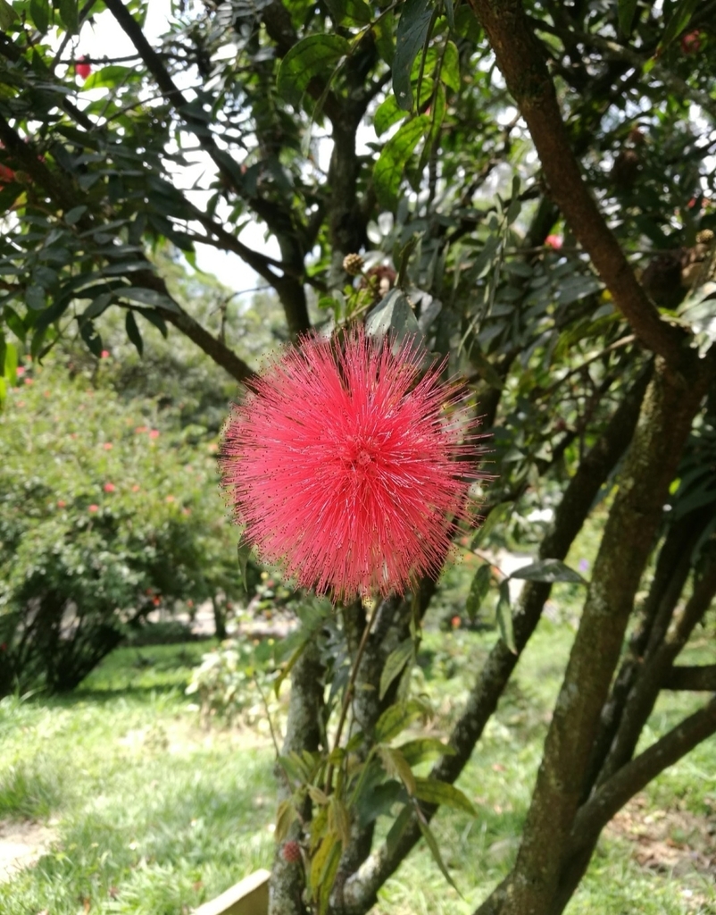 Calliandra medellinensis in October 2022 by Alejandra Charris · iNaturalist
