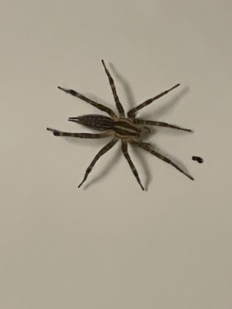 Rta clade in August 2022 by Abby Foulis · iNaturalist