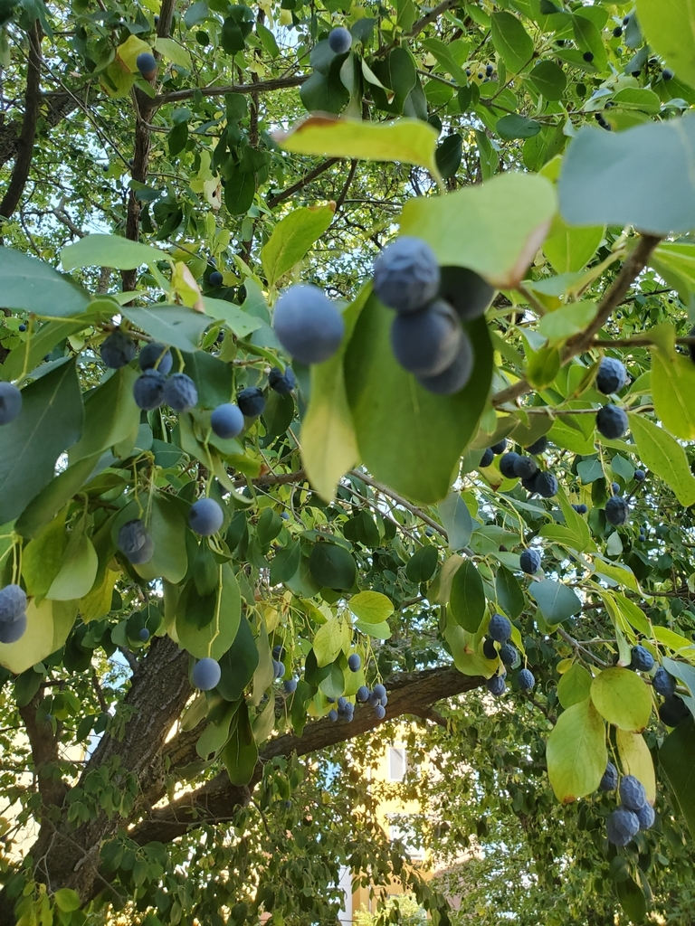 Tassel Tree from Davis, CA 95616, USA on October 8, 2022 at 03:55 PM by Elizabeth Marie. Very ...
