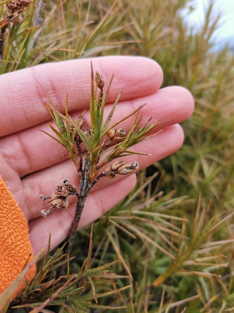 Monoao from Kimbolton 4774, New Zealand on October 9, 2022 at 10:49 AM ...