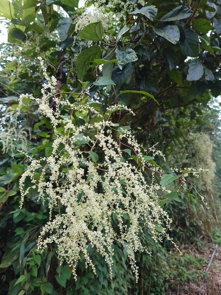 tuber fleeceflower from 602台灣嘉義縣番路鄉公興村 on October 9, 2022 at 03:51 PM ...