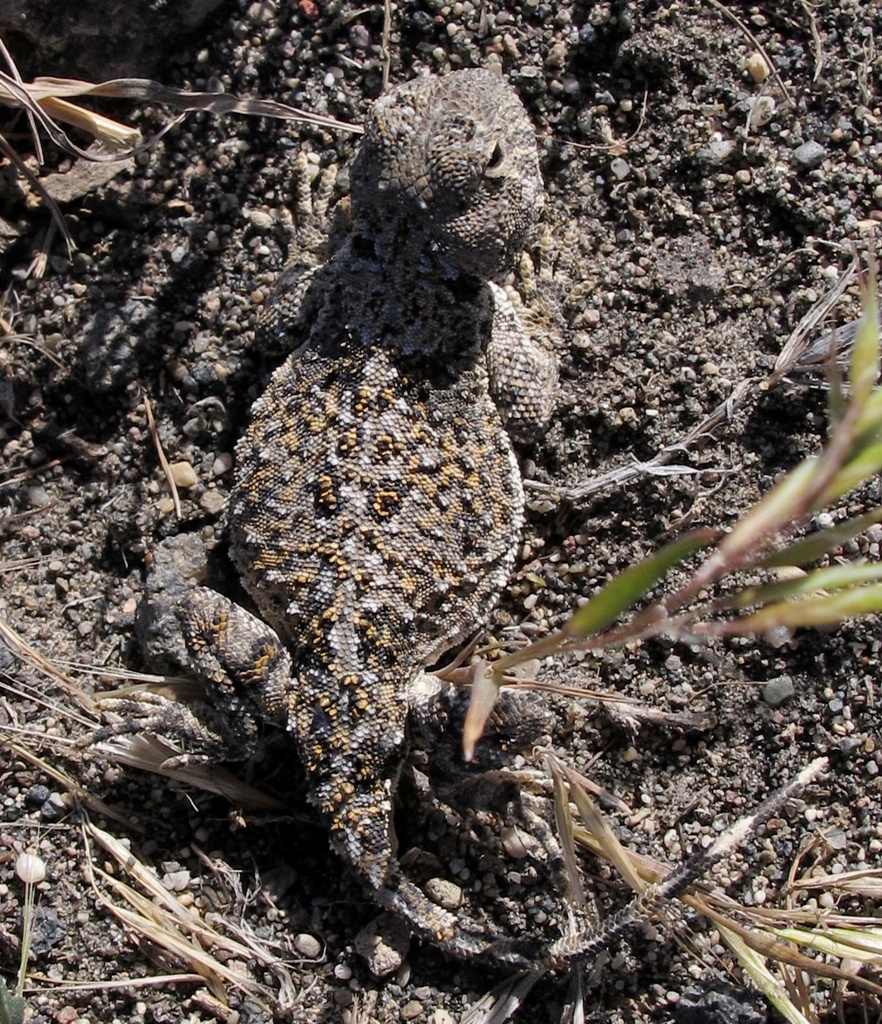 Phrynocephalus horvathi in May 2012 by Karen Nichols · iNaturalist