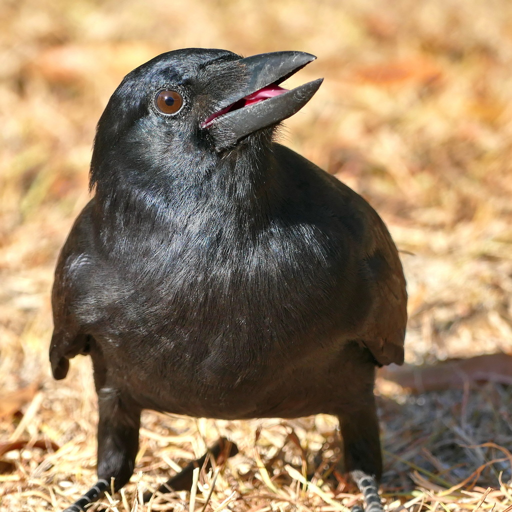 Fotos Fotos Cuervos Cuervos De Nueva Caledonia Construyen Herramientas