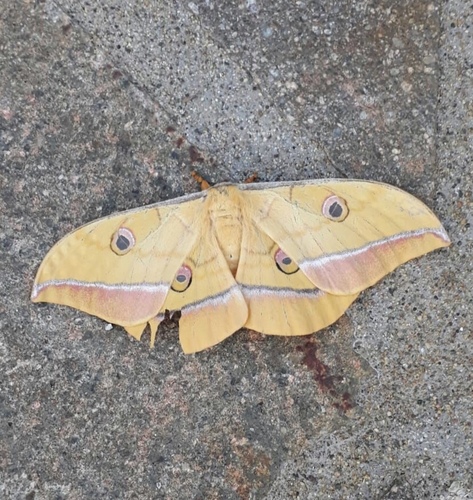 Translation missing: all_taxa.antherea (Genus Antherea) · iNaturalist