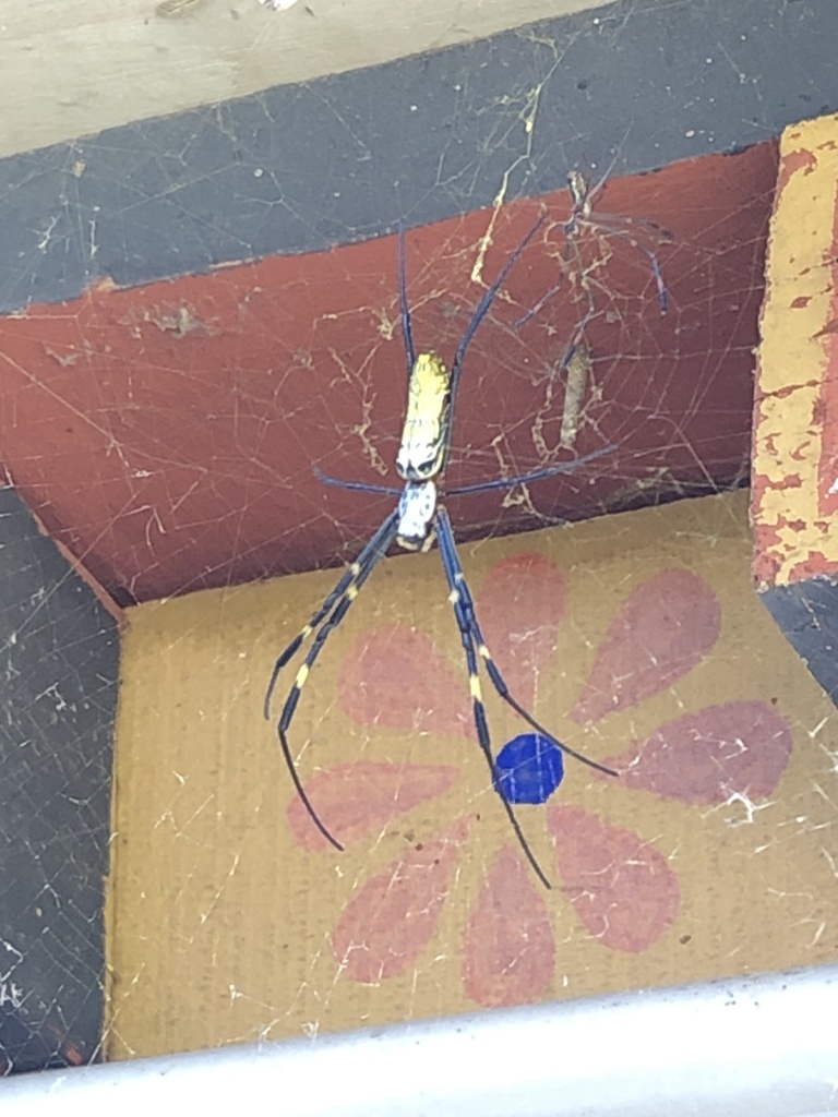 Joro Spider from Chhubu, BT-PN, BT on October 7, 2022 at 11:18 AM by ...