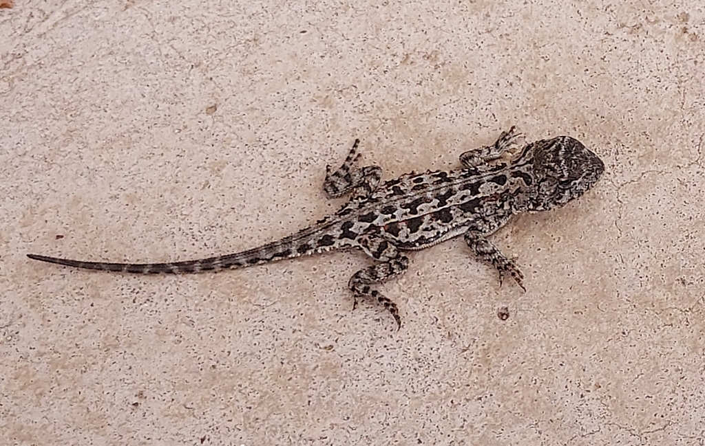 Southern Heath Dragon from Hopetoun WA 6348, Australia on October 9 ...