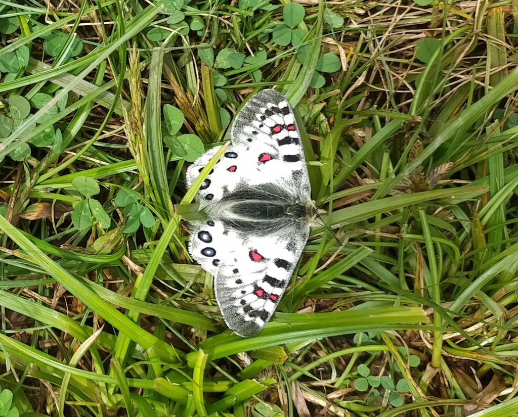 Common Blue Apollo from Munsyari on September 23, 2022 at 11:48 AM by ...