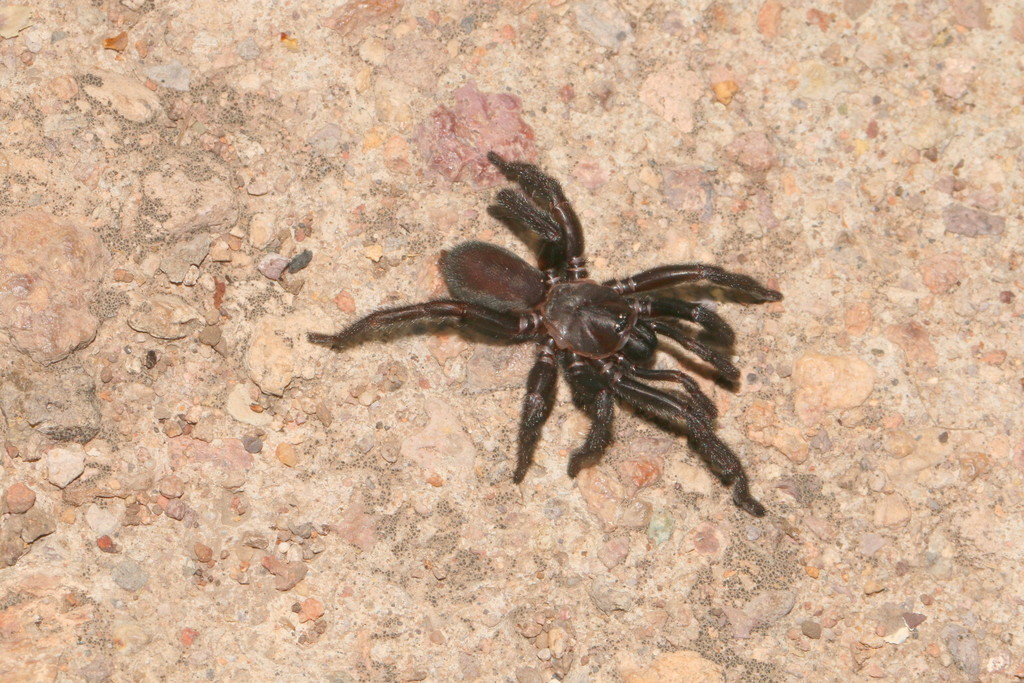 Wafer-lid Trapdoor Spiders from Portal, AZ 85632, USA on July 27, 2018 ...