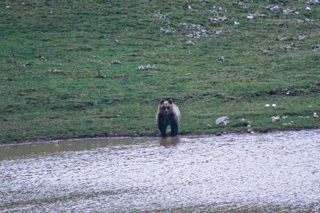 Marsican Brown Bear in September 2022 by Francesco Papetti · iNaturalist