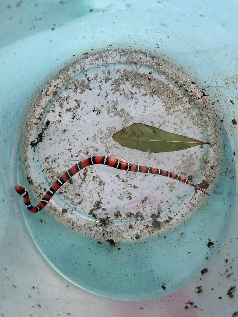 Gimkit - live learning game show