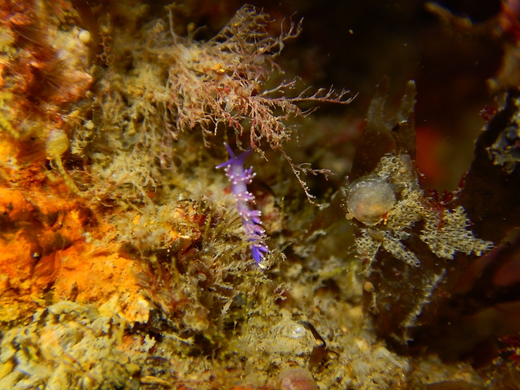 Pink Coryphella from Lundy on September 10, 2022 at 01:34 PM by Annie ...