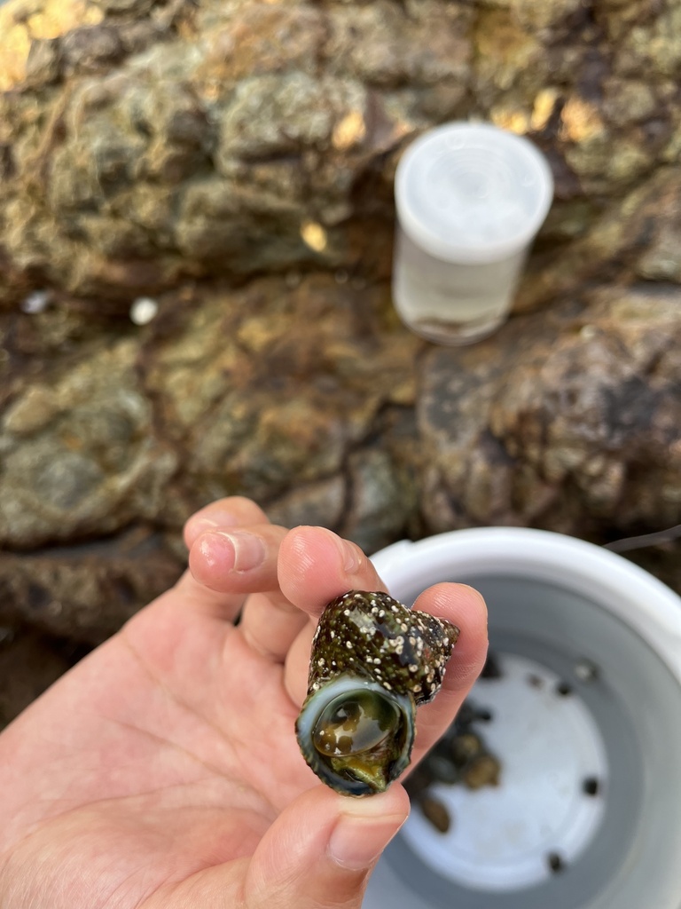 Turbo intercostalis from 赤門海峽, 西貢北, 新界, HK on October 09, 2022 at 04:41 ...