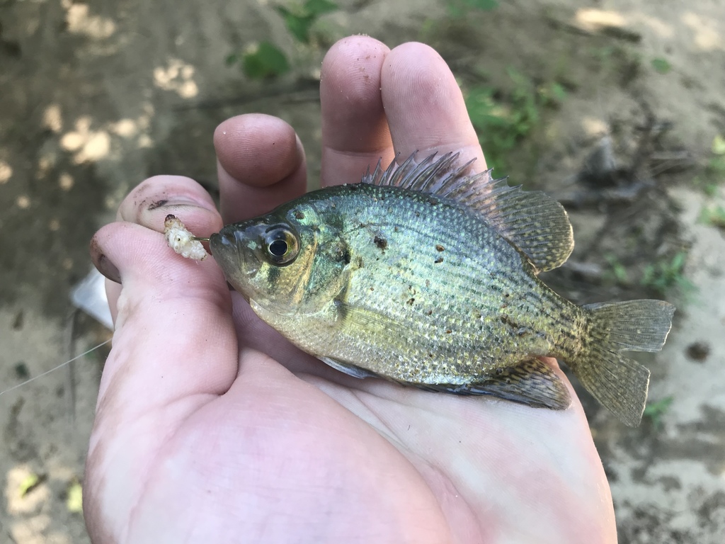 Flier from County Road 050, Albion, IL, US on July 12, 2018 at 11:59 AM ...