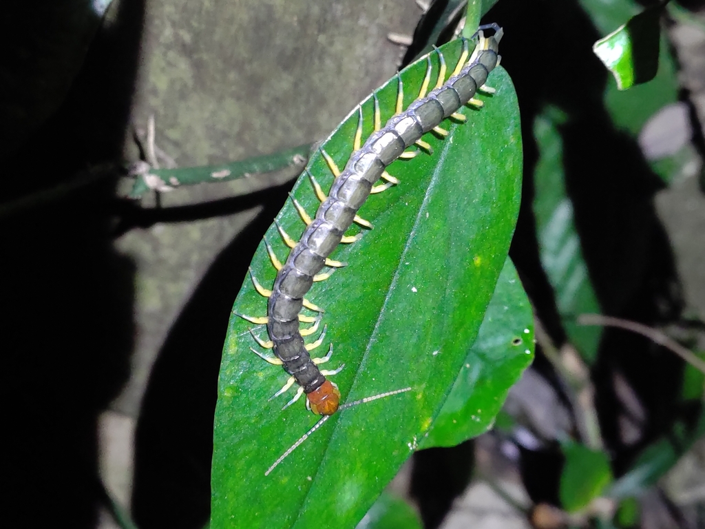 Chinese Red-headed Centipede from Yulin, TW-TA, TW on October 9, 2022 ...