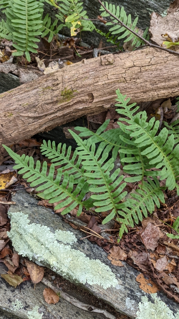 Appalachian rockcap fern from Brunswick, MD 21758, USA on October 08 ...