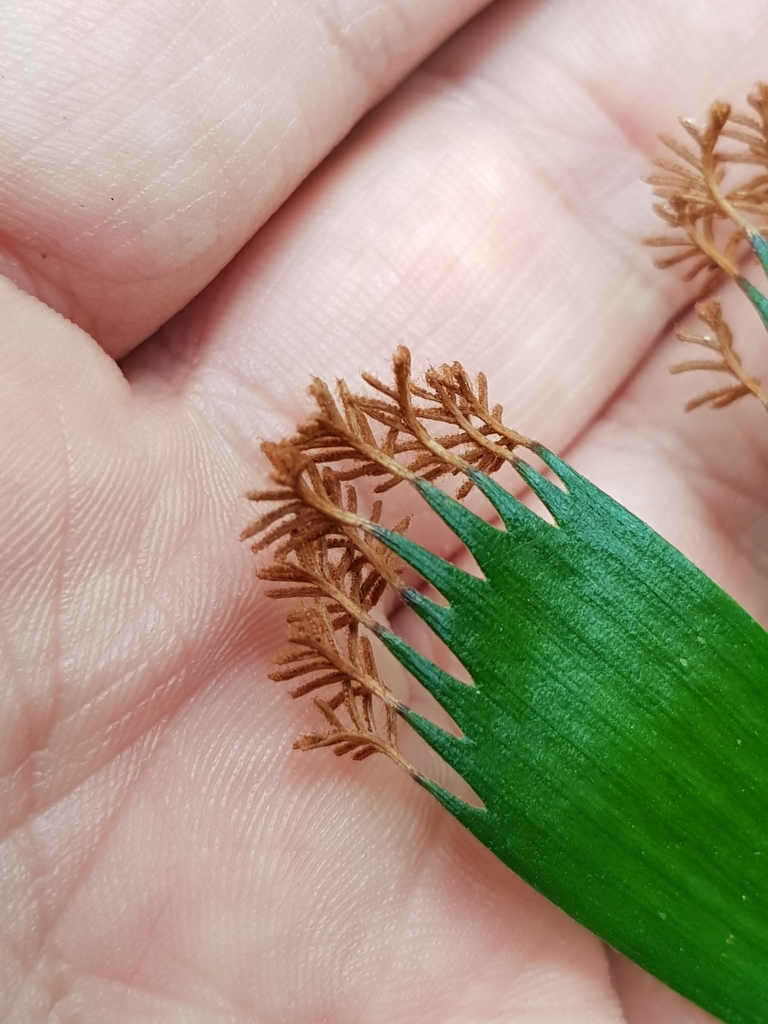 Schizaea elegans from Santa Teresa, ES, Brasil on September 22, 2022 at ...