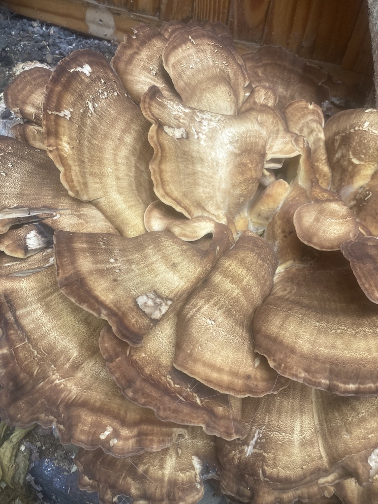 Giant Polypore from Oxley Close, Dudley, England, GB on October 9, 2022 at 04:53 PM by Benjamin ...