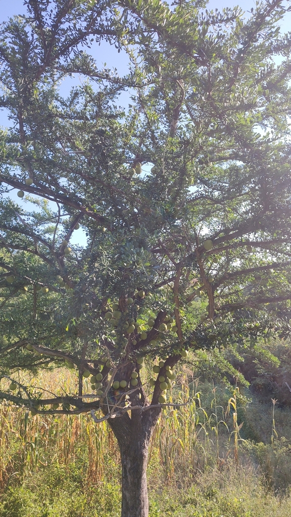 Winged Calabash from Huetamo, MX-MC, MX on October 8, 2022 at 05:45 PM ...
