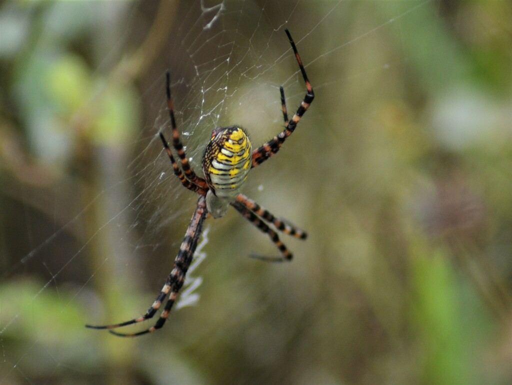 Banded Garden Spider from Parque Nacional Cerro de la Estrella, Ciudad ...