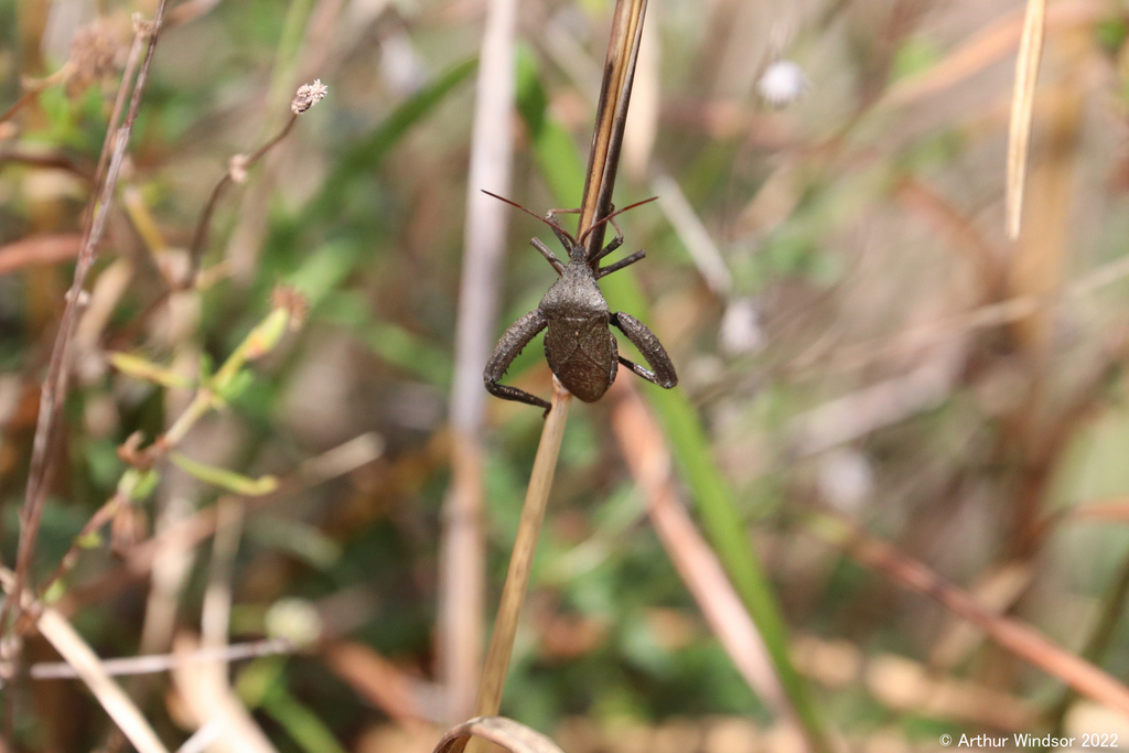 Florida Leaf-footed Bug from Loxahatchee Slough Natural Area, FL, USA ...