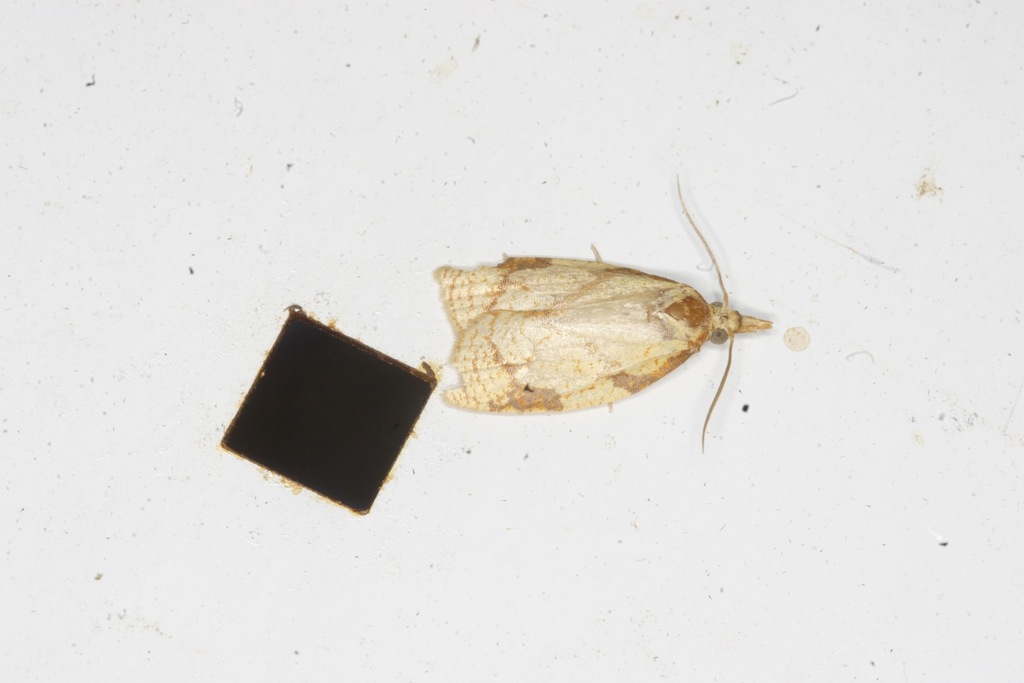 Shimmering Gold Adoxophyes Moth from Park Office, Ward Pound Ridge ...
