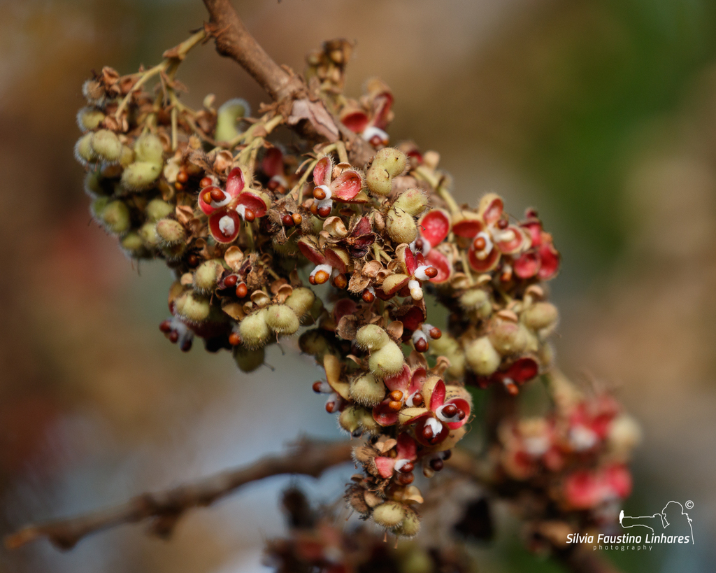 Sandpaper tree from Canarana - MT, 78640-000, Brasil on September 27 ...