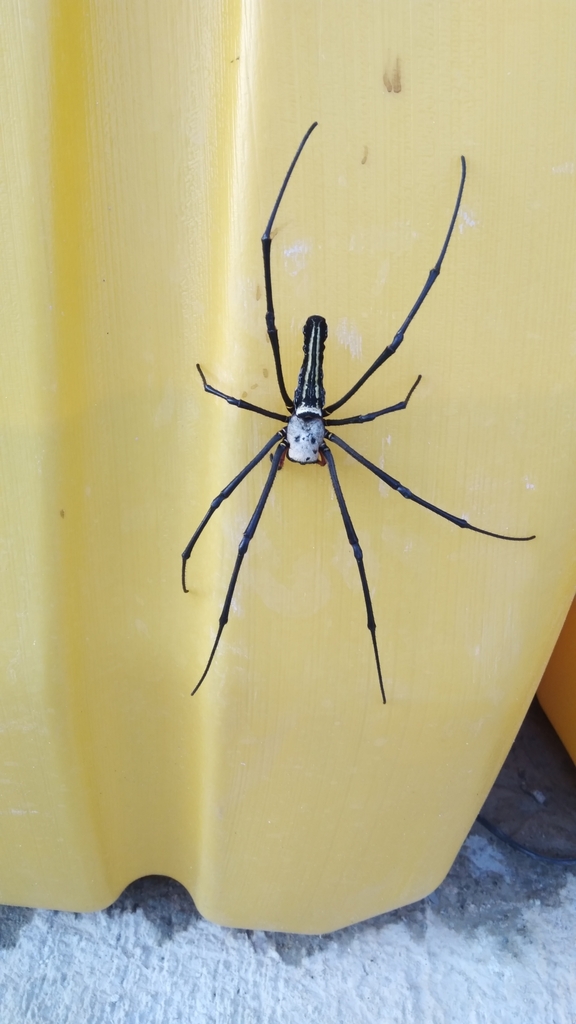 Giant Golden Orbweaver from Lung Fu Shan, Hong Kong on October 10, 2022 ...