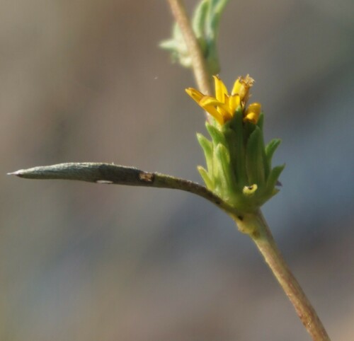 Del Norte Pyrrocoma (Variety Pyrrocoma racemosa congesta) · iNaturalist